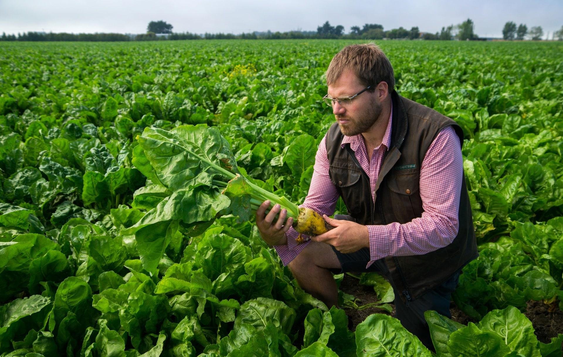 Brassica Order Form | NOPS | North Otago Pastoral Services